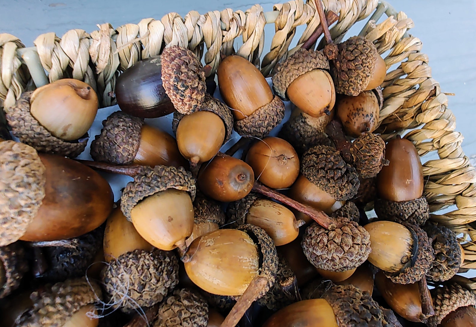 Real Acorns W/caps - Fresh 2025 Harvest, Oak Trees, Variety of Sizes ...