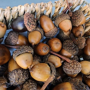 Real Acorns W/caps - Fresh 2025 Harvest, Oak Trees, Variety of Sizes ...