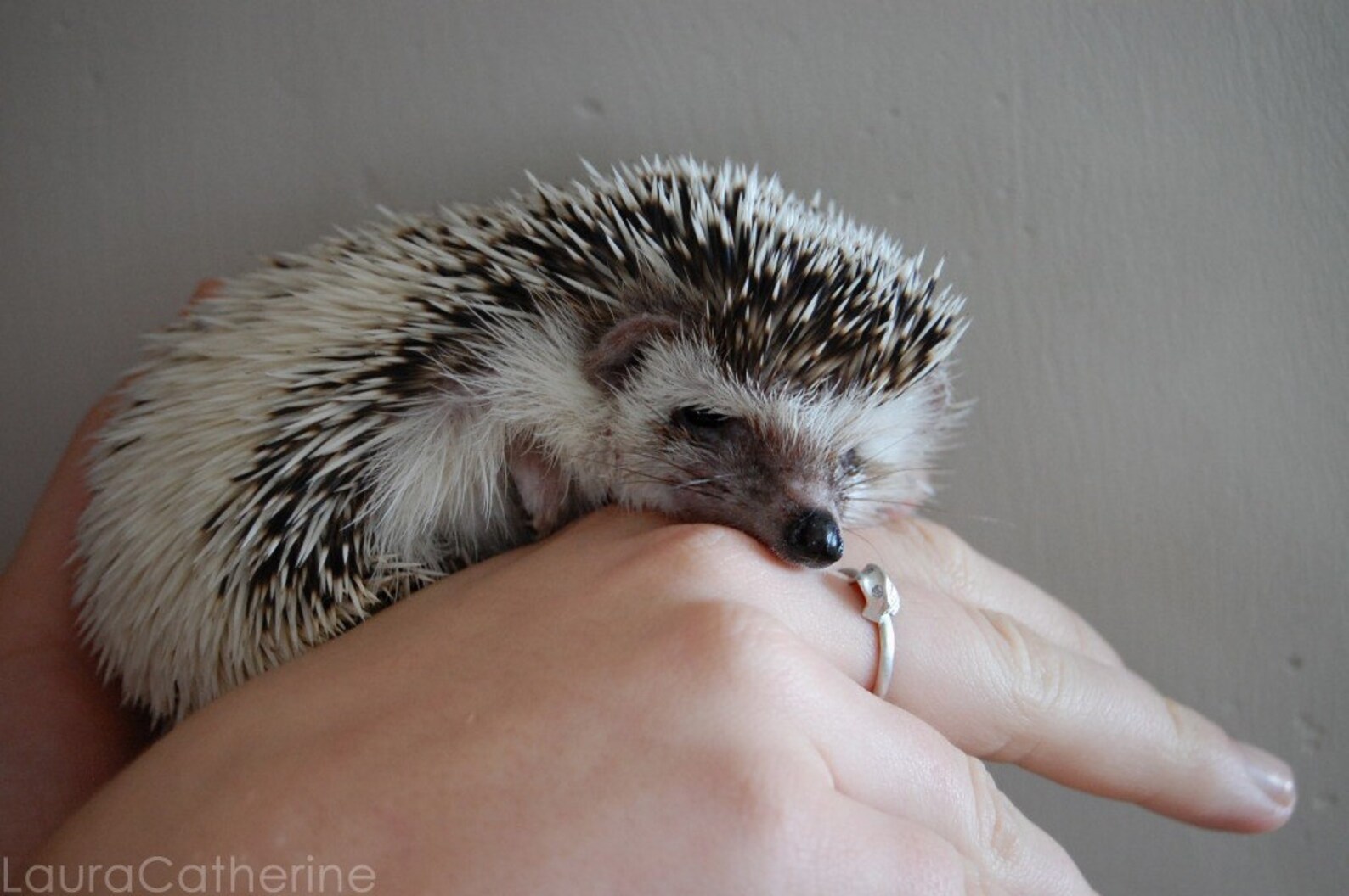 Hedgehog Ring in Sterling Silver - Etsy