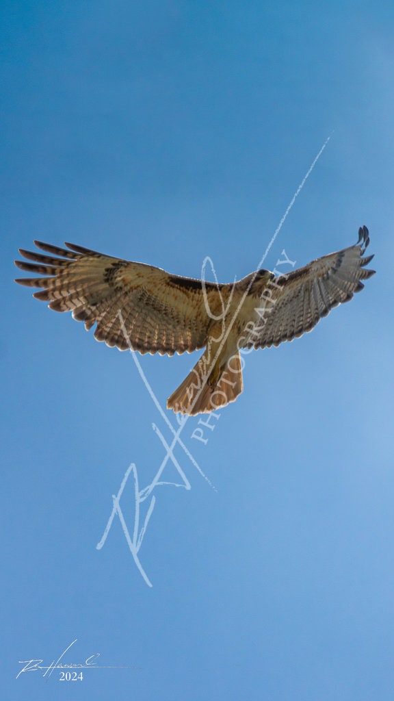 Red Tail Hawk Mobil Background Pack - Etsy