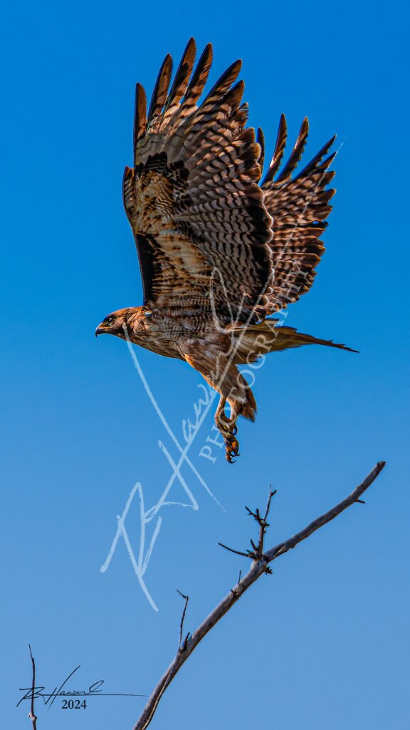 Red Tail Hawk Mobil Background Pack - Etsy