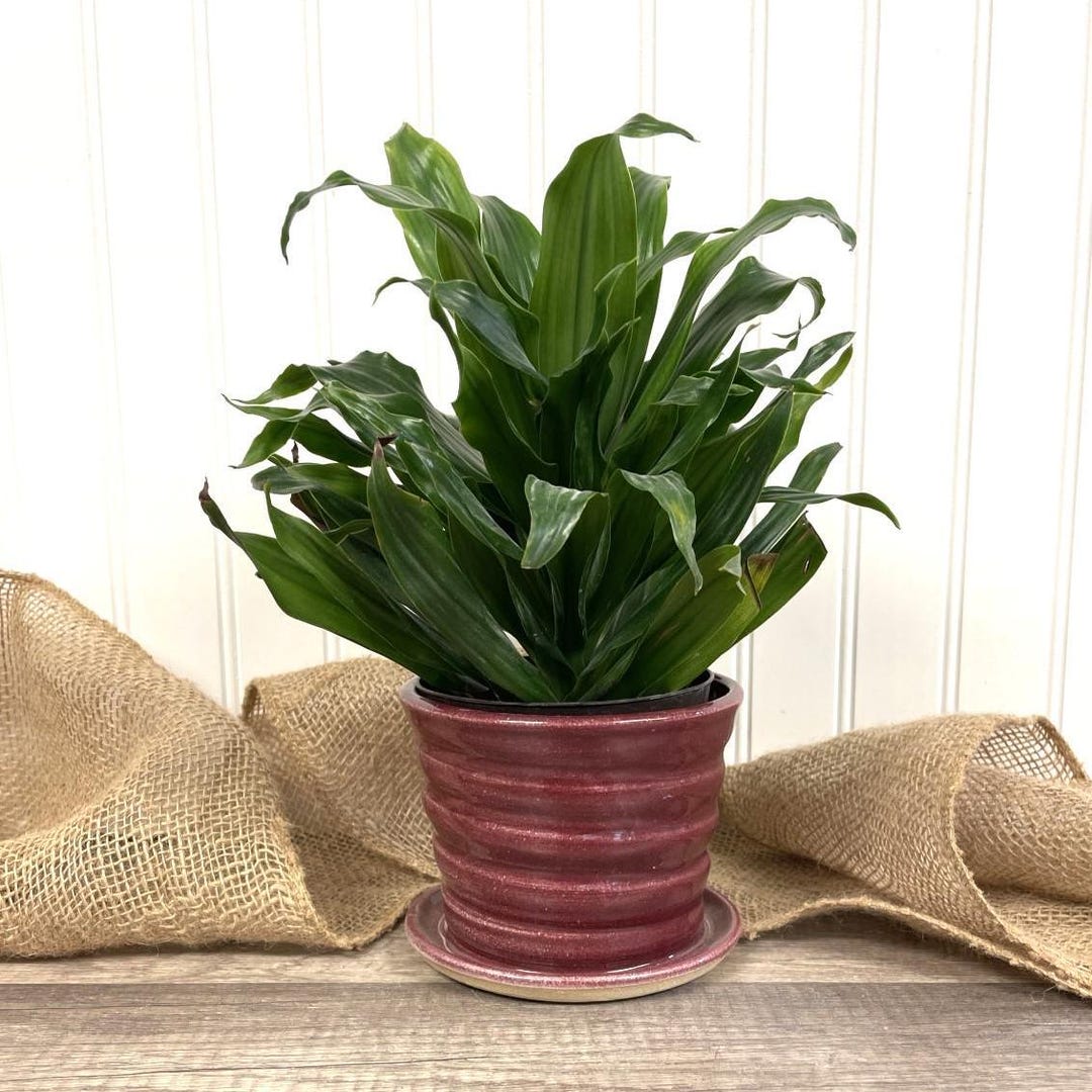 Raspberry and Berry 4" Planter With Drip Plate, Handmade Pottery - Etsy