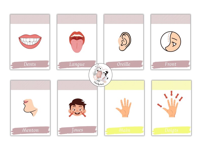 Montessori Human Body Cards for Children – Illustrated Nomenclature to ...