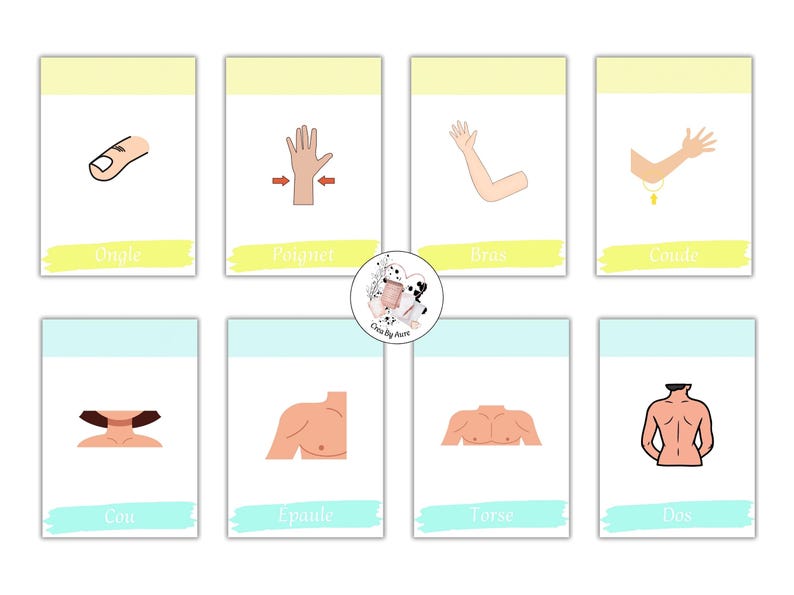 Montessori Human Body Cards for Children – Illustrated Nomenclature to ...
