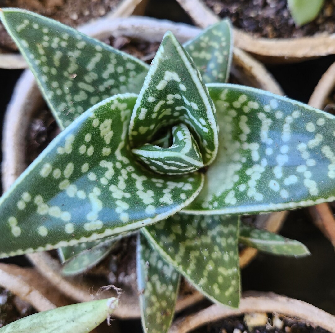 4" Tiger Aloe (aloe Variegata) - Etsy