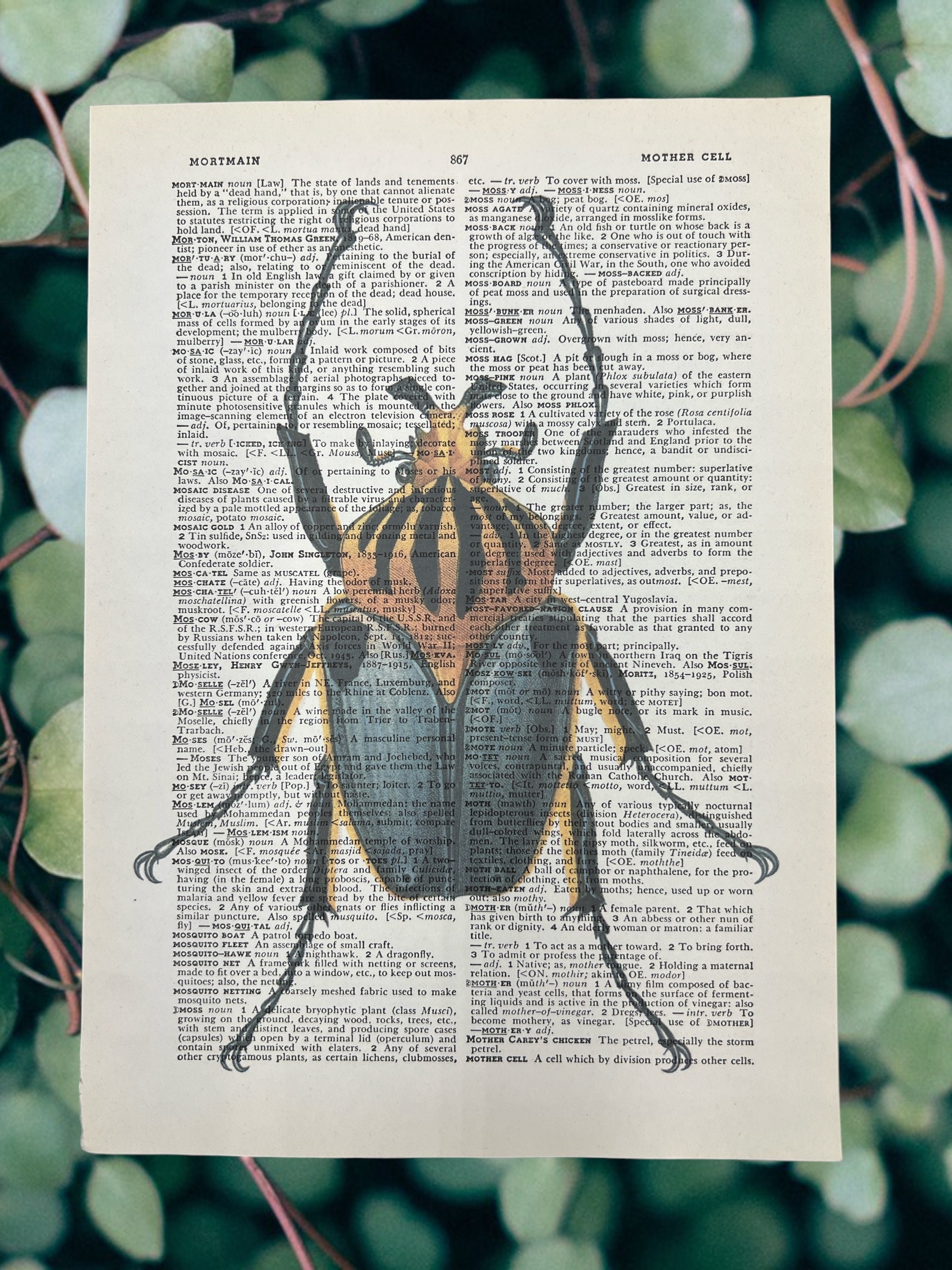 Insect Dictionary Prints Vintage Entomology Prints Dictionary - Etsy