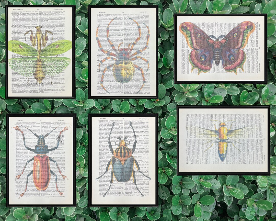 Insect Dictionary Prints Vintage Entomology Prints Dictionary Pages ...