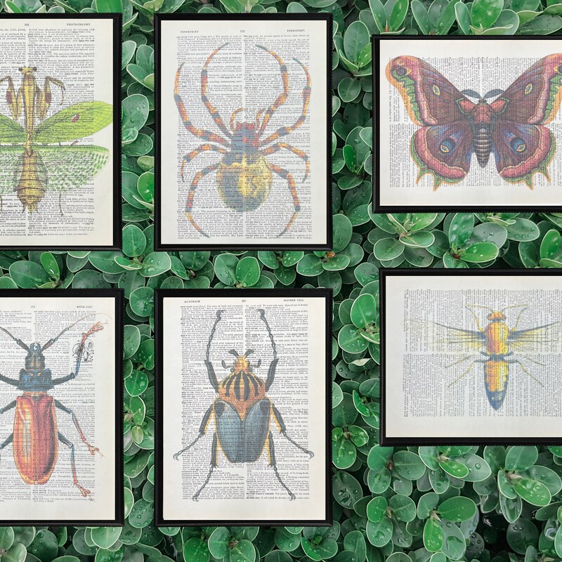 Vintage Entomology Print - Etsy
