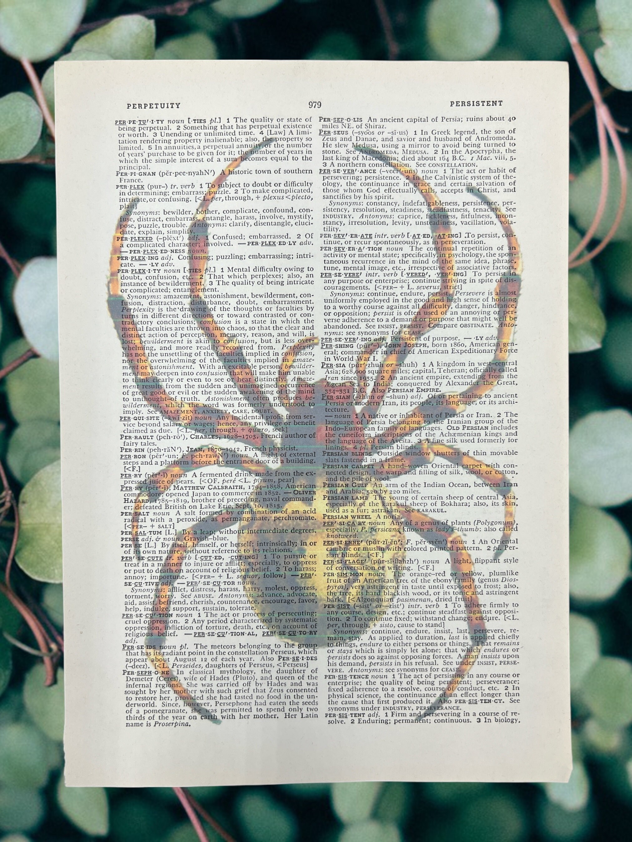 Insect Dictionary Prints Vintage Entomology Prints Dictionary - Etsy