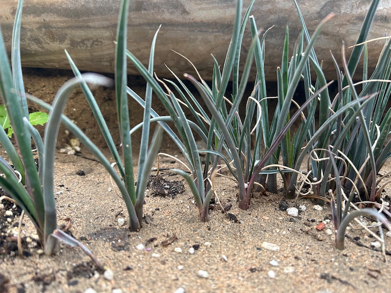 Joshua Tree Seeds (yucca Brevifolia) - Etsy