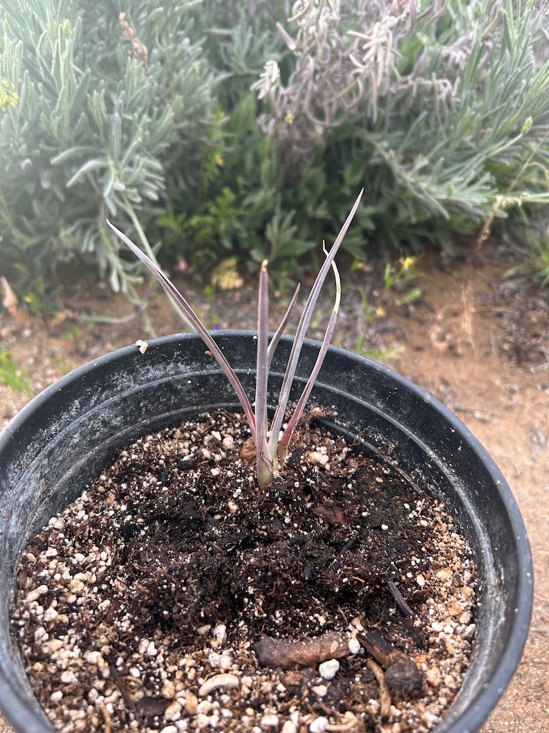 Joshua Tree Seeds (yucca Brevifolia) - Etsy