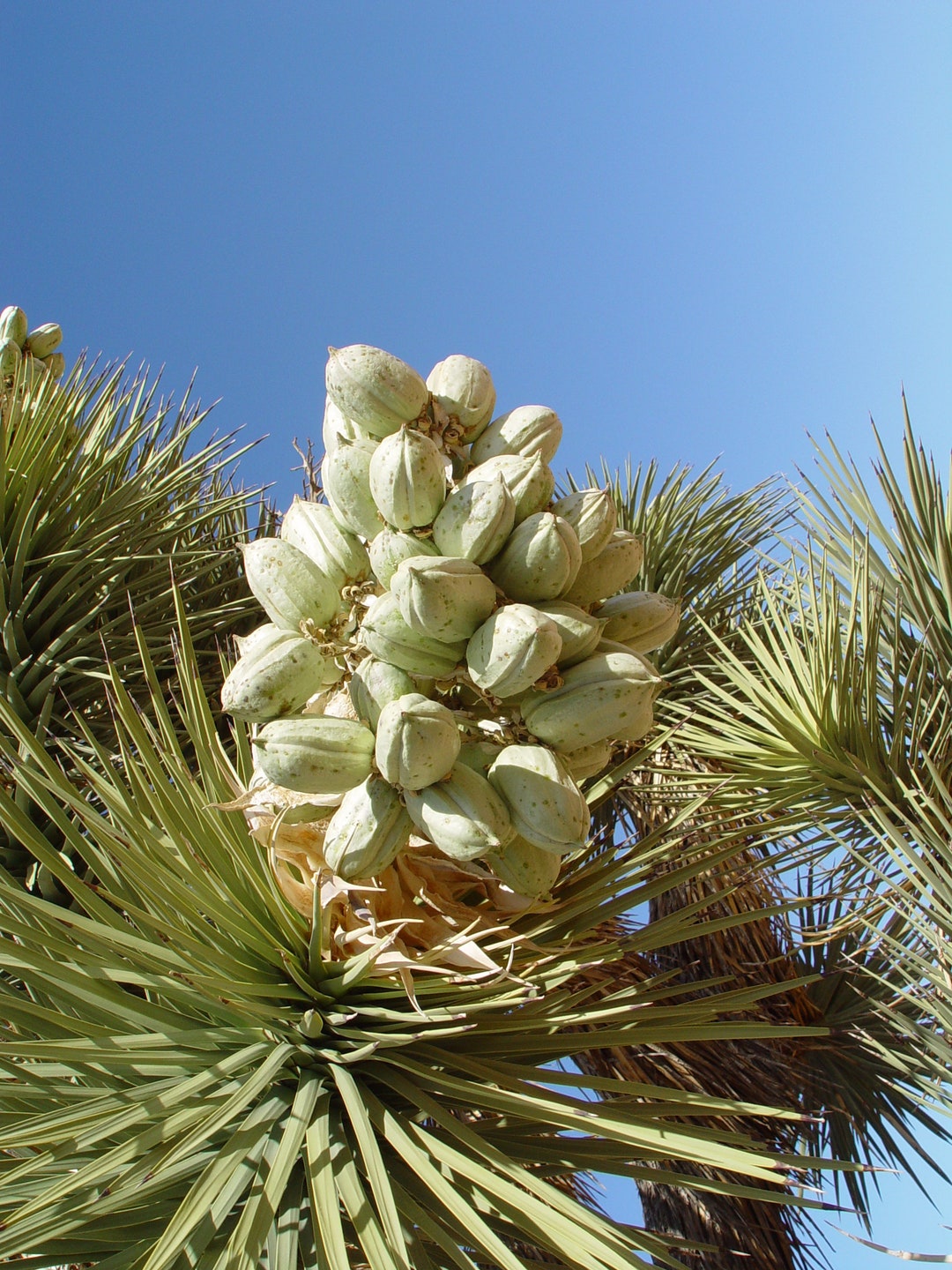 Joshua Tree Seeds (yucca Brevifolia) - Etsy