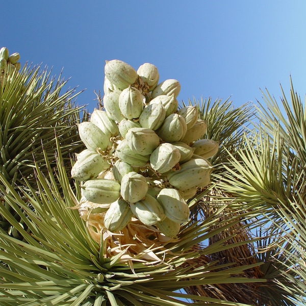 Joshua Tree Plant - Etsy