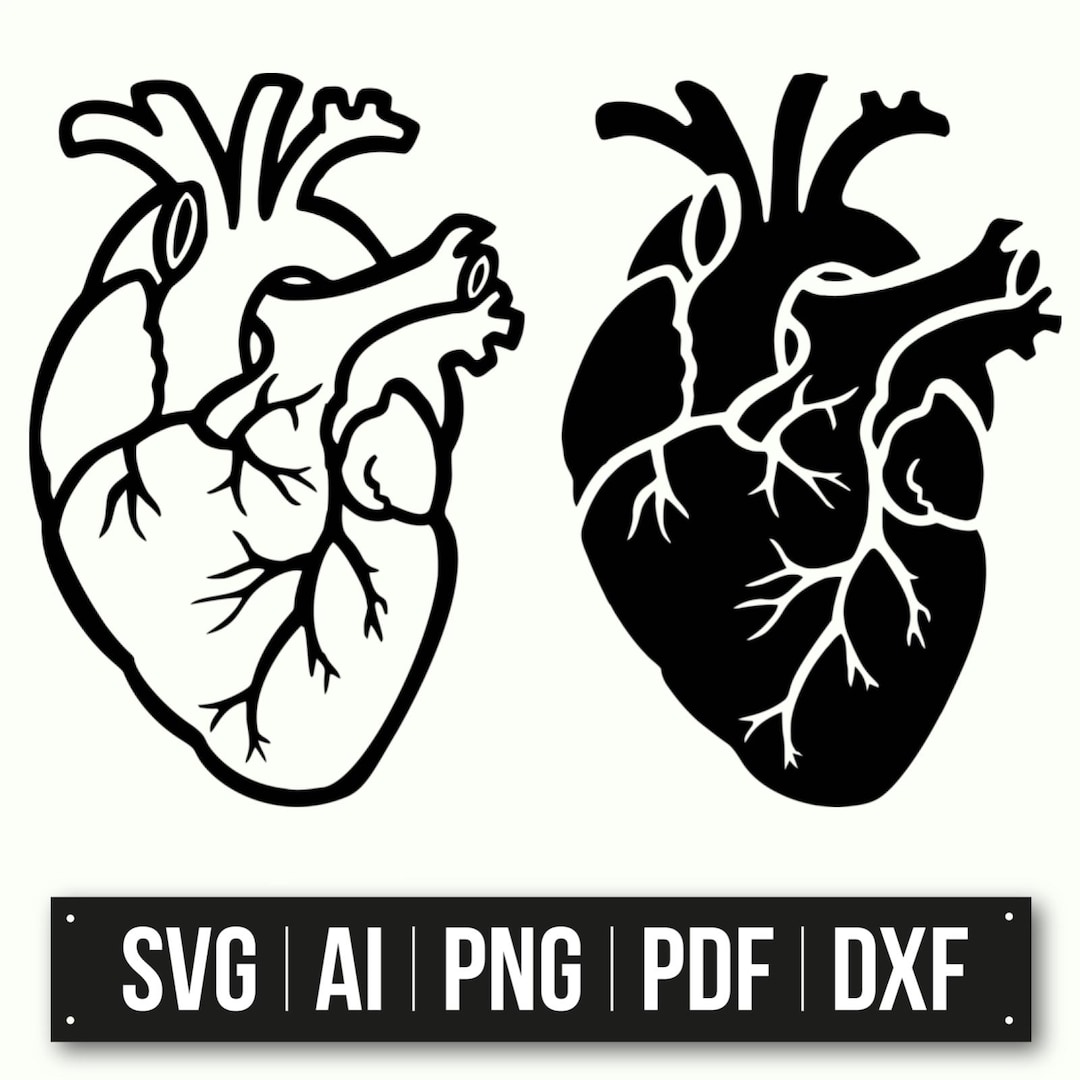 Anatomical Heart Vector Art | Contour and Filled Styles | Instant ...