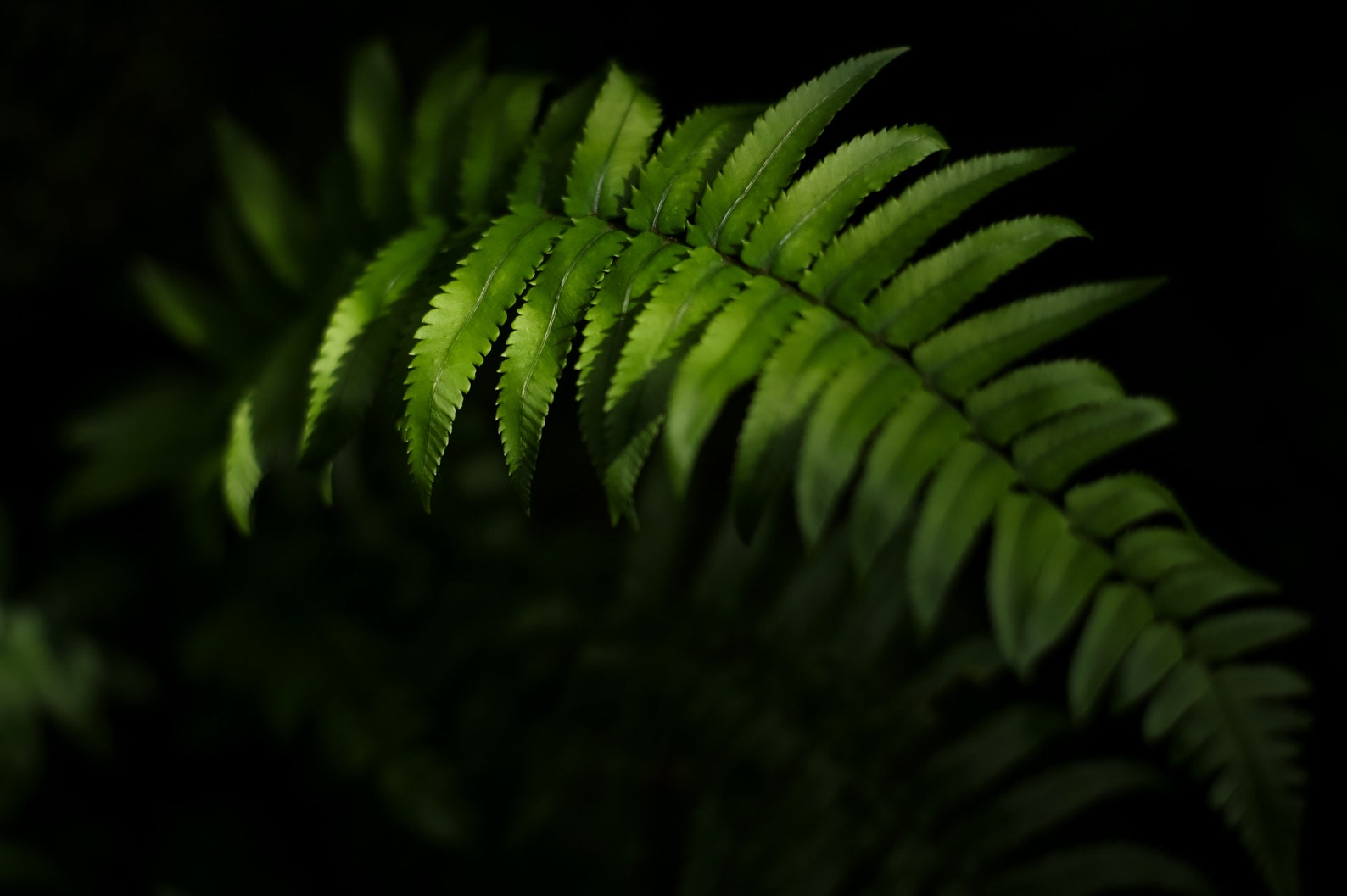 Fern Leaf Photo Print, Canvas Print, Home Decor, Canvas Wall Art, Wall ...