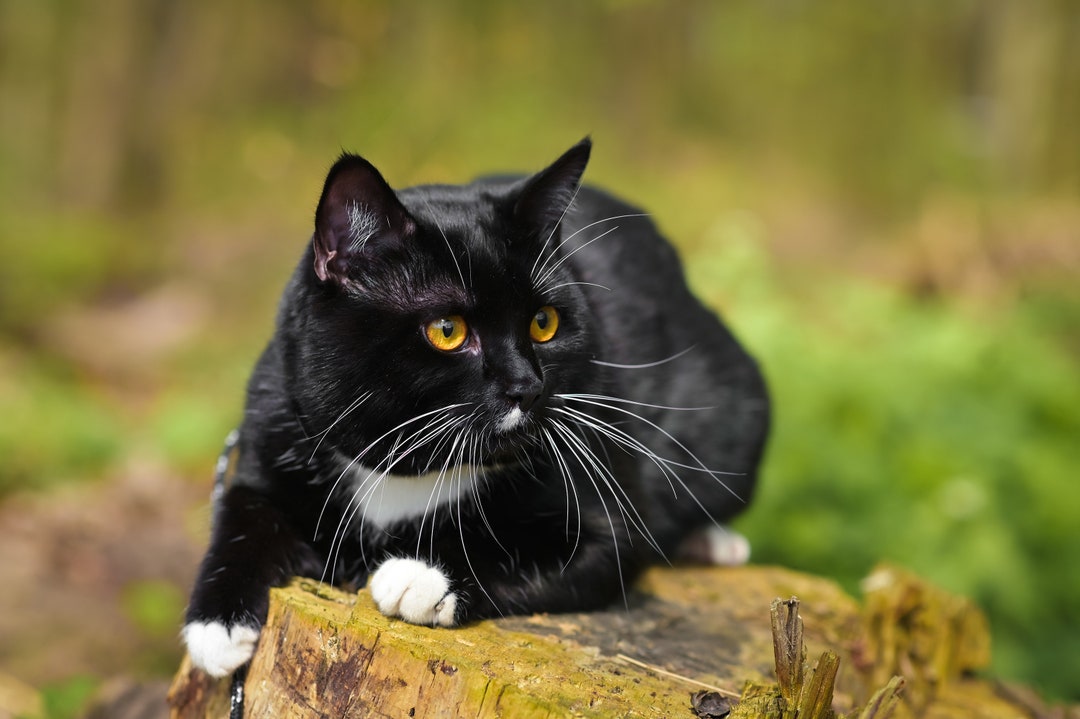 Tuxedo Cat Picture Portrait, Photo, Photography Print, Canvas Print ...