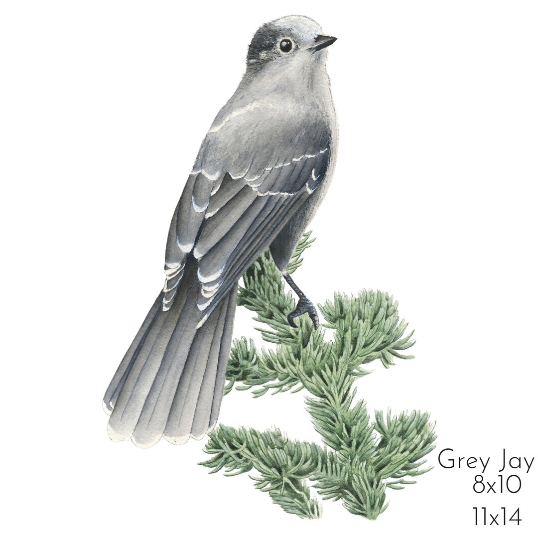 Grey Jay Watercolour Print - Etsy
