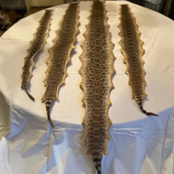 Real Snake Skin - Etsy
