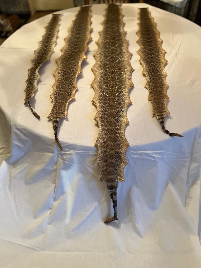 Authentic Diamondback Rattle Snake Hides, Leather, Crafts, Sewing ...