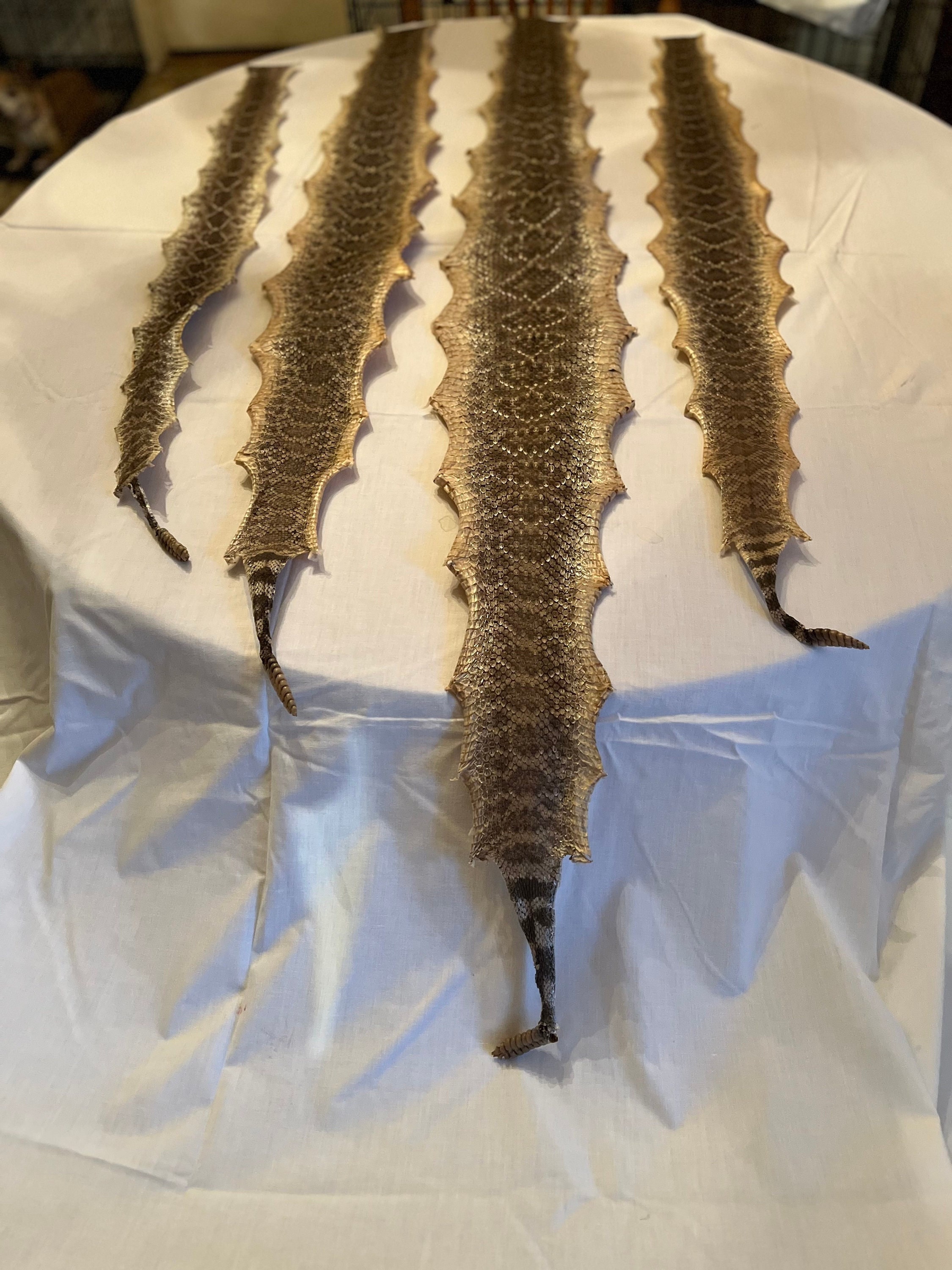 Authentic Diamondback Rattle Snake Hides, Leather, Crafts, Sewing ...