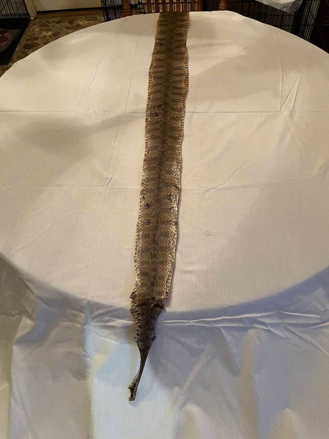 Authentic Diamondback Rattle Snake Hides, Leather, Crafts, Sewing ...