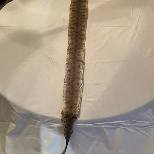 Authentic Diamondback Rattle Snake Hides, Leather, Crafts, Sewing ...
