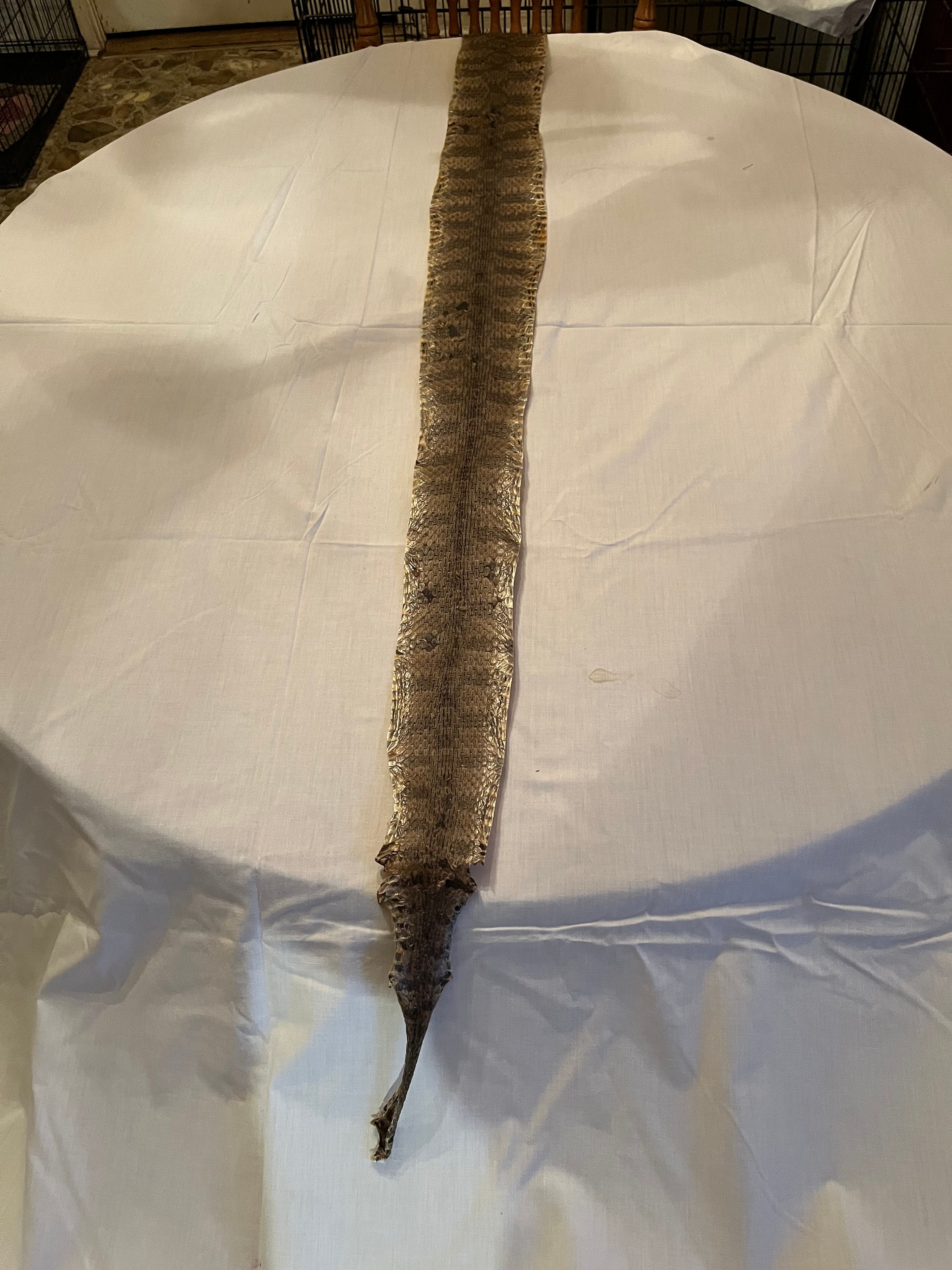 Authentic Diamondback Rattle Snake Hides, Leather, Crafts, Sewing ...