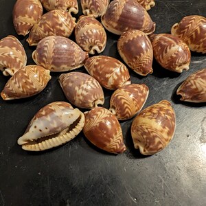 Rare Cowry Shells - Etsy