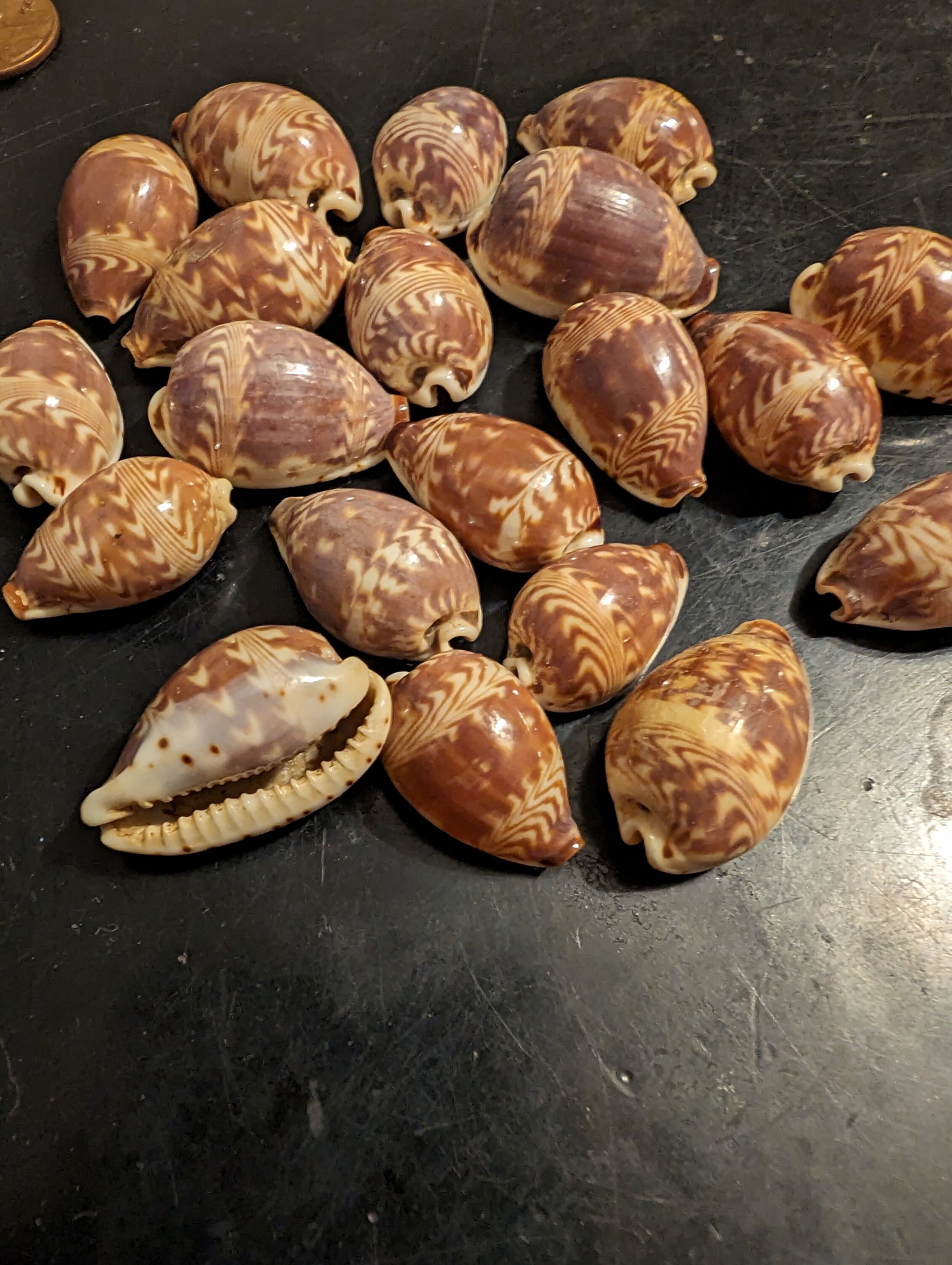 Rare Cowry Shells - Etsy
