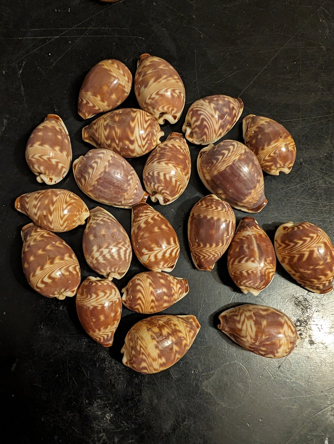 Rare Cowry Shells - Etsy