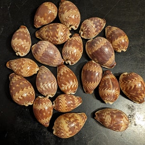 Rare Cowry Shells - Etsy