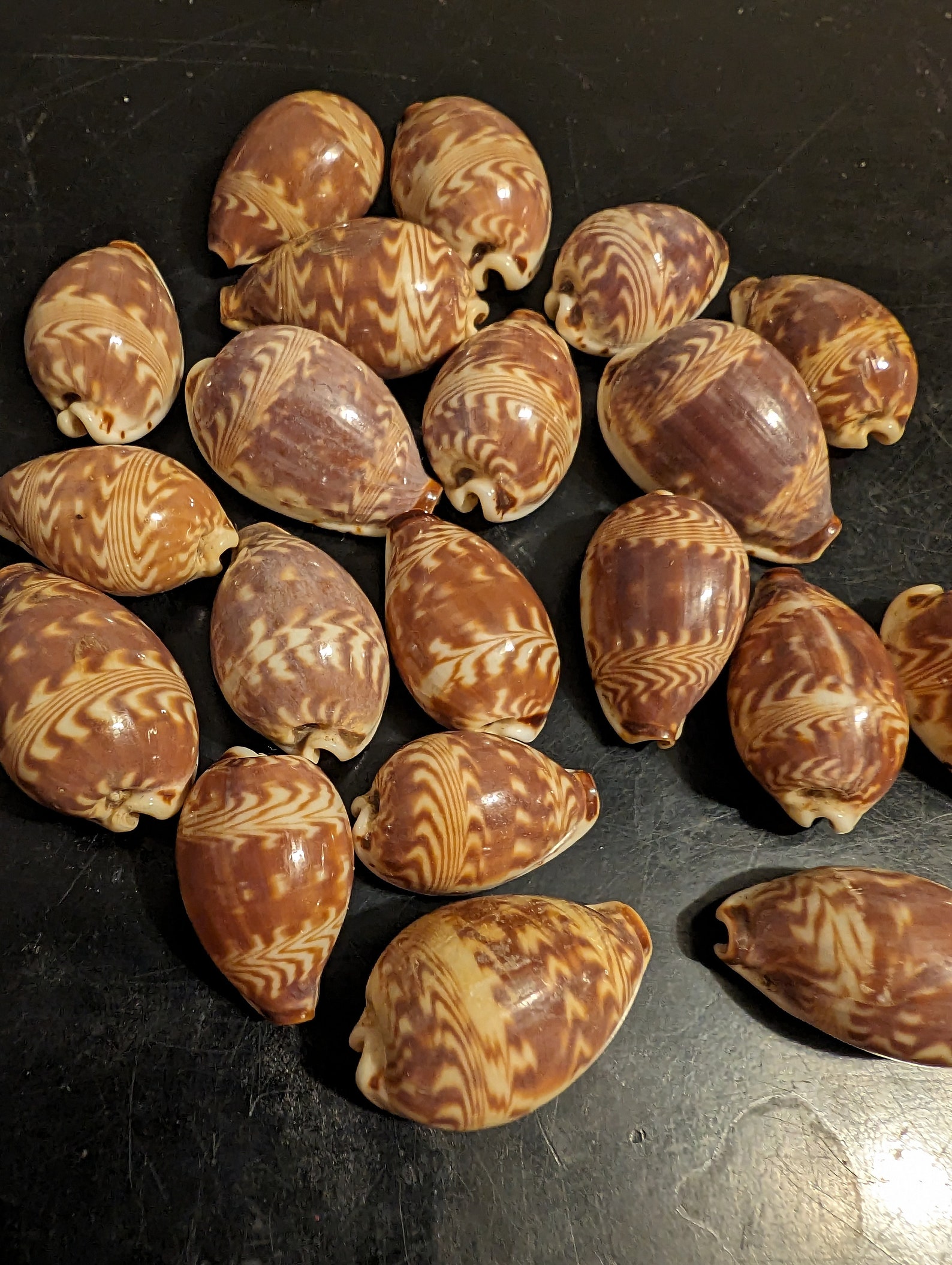 Rare Cowry Shells - Etsy
