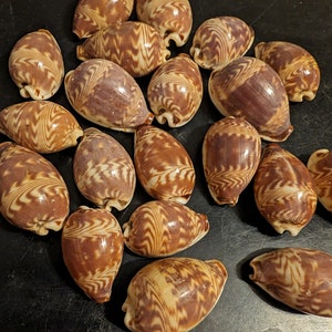 Rare Cowry Shells - Etsy