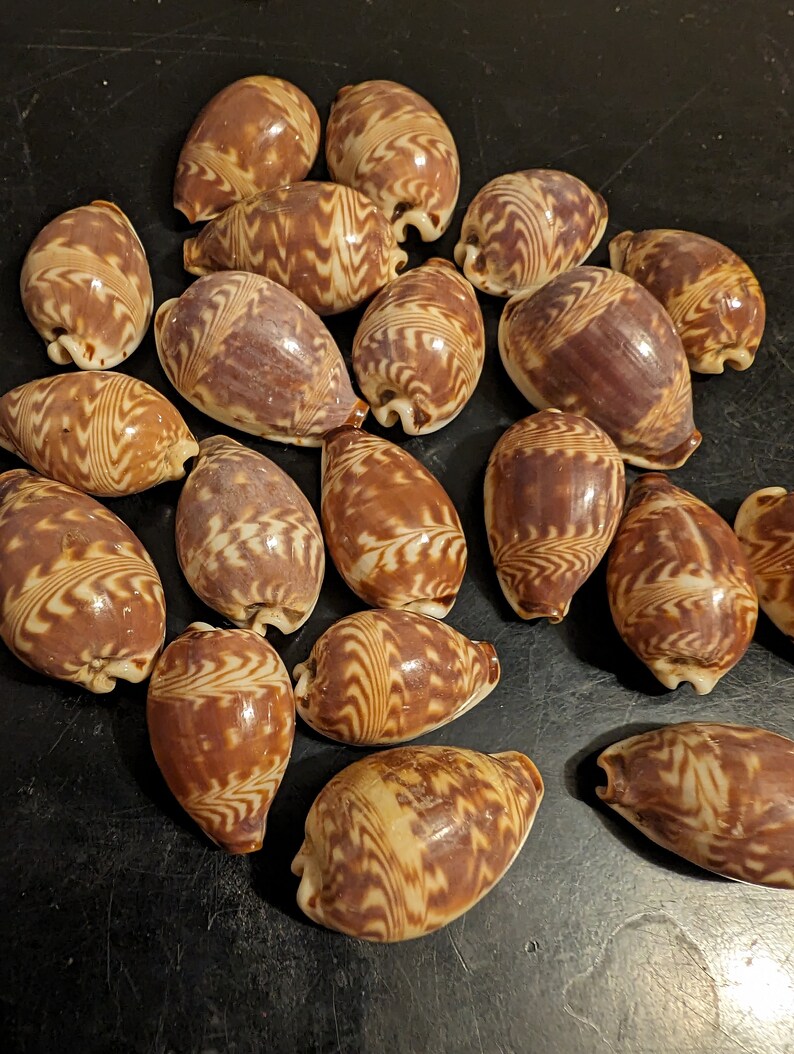 Rare Cowry Shells - Etsy