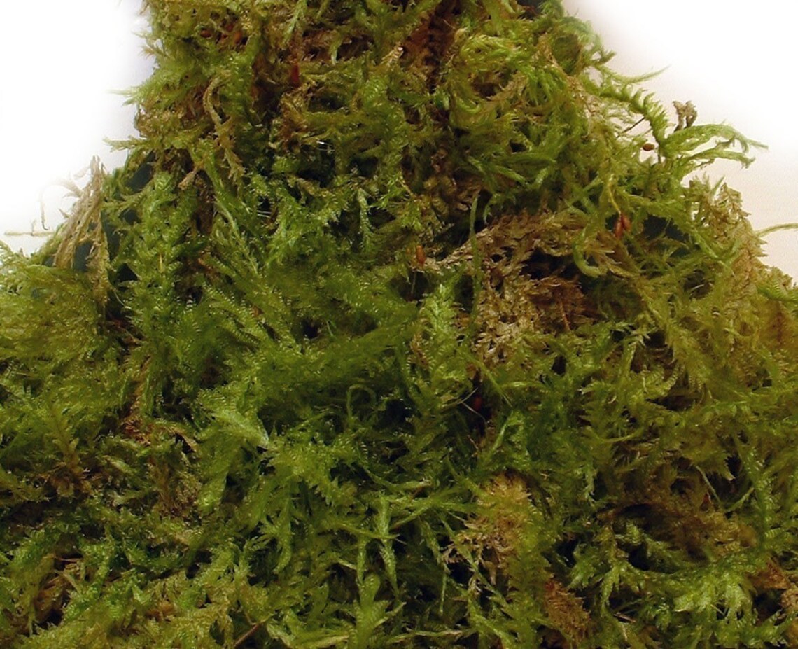 Oregon Green Moss Peace Symbol Wreath - Etsy