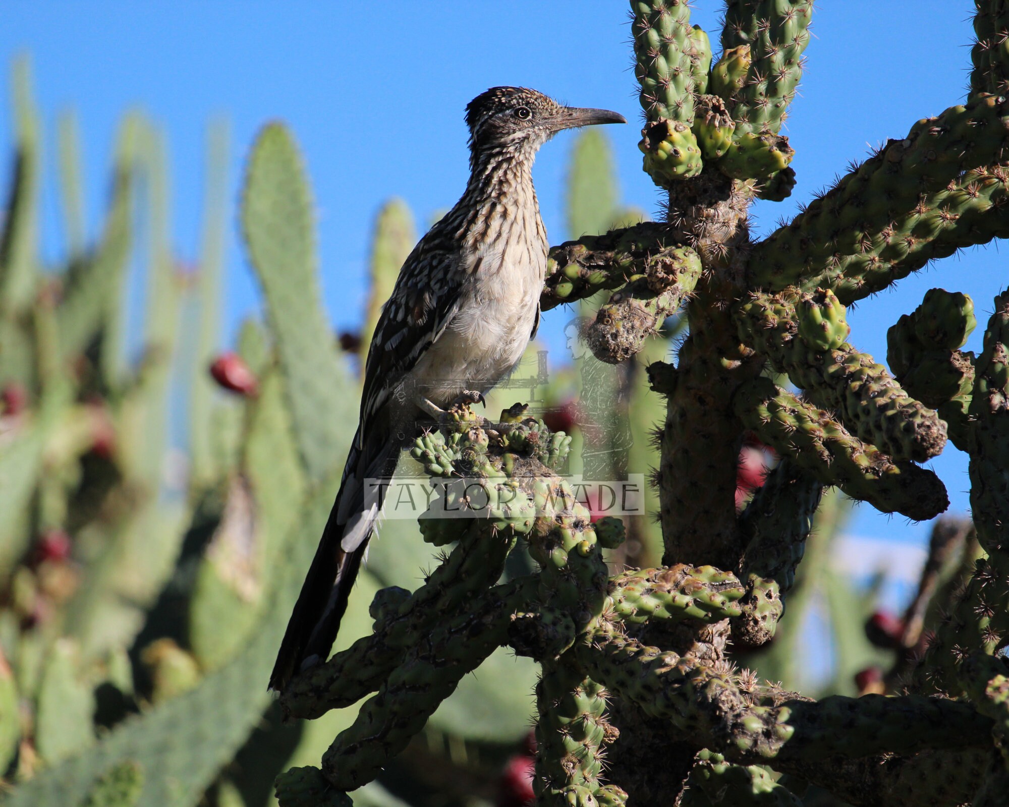 Road Runner Sitting in Cactus Photograph - Etsy