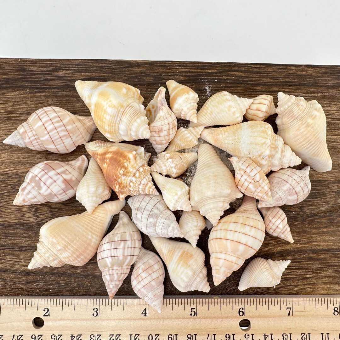 Florida Banded Tulip Seashell Mix Coastal Shell Craft Supply 6oz - Etsy