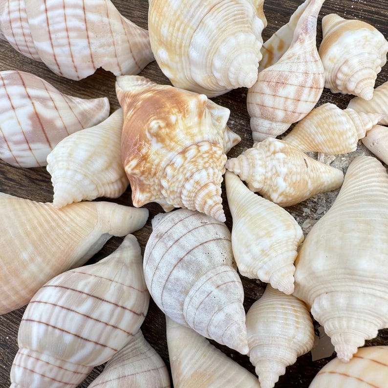 Florida Banded Tulip Seashell Mix Coastal Shell Craft Supply 6oz - Etsy