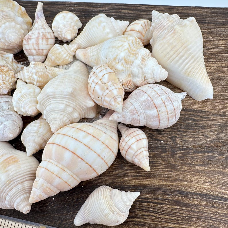 Florida Banded Tulip Seashell Mix Coastal Shell Craft Supply 6oz - Etsy