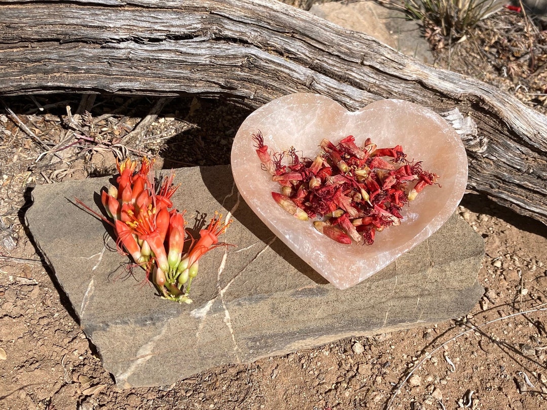 Ocotillo Flower Blossoms, Dried | Wildcrafted - Etsy