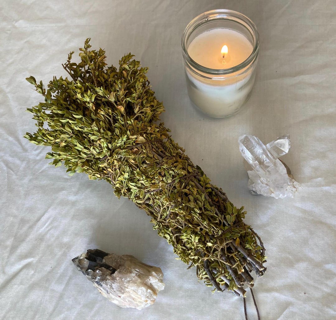 Desert Rain Creosote (chaparral) Bundle - Freshly Gathered Shower Herb ...