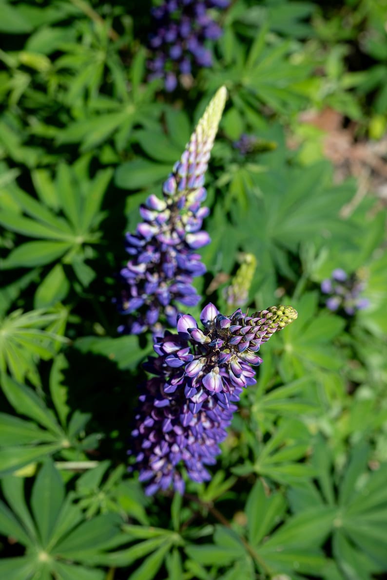 Purple Lupine Plant - Three Digital Downloads - Etsy