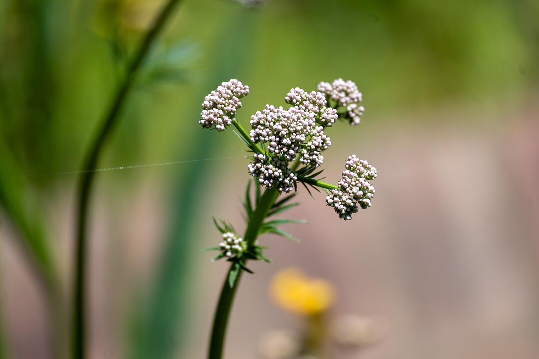 Valerian - High Resolution Digital Photo - Etsy