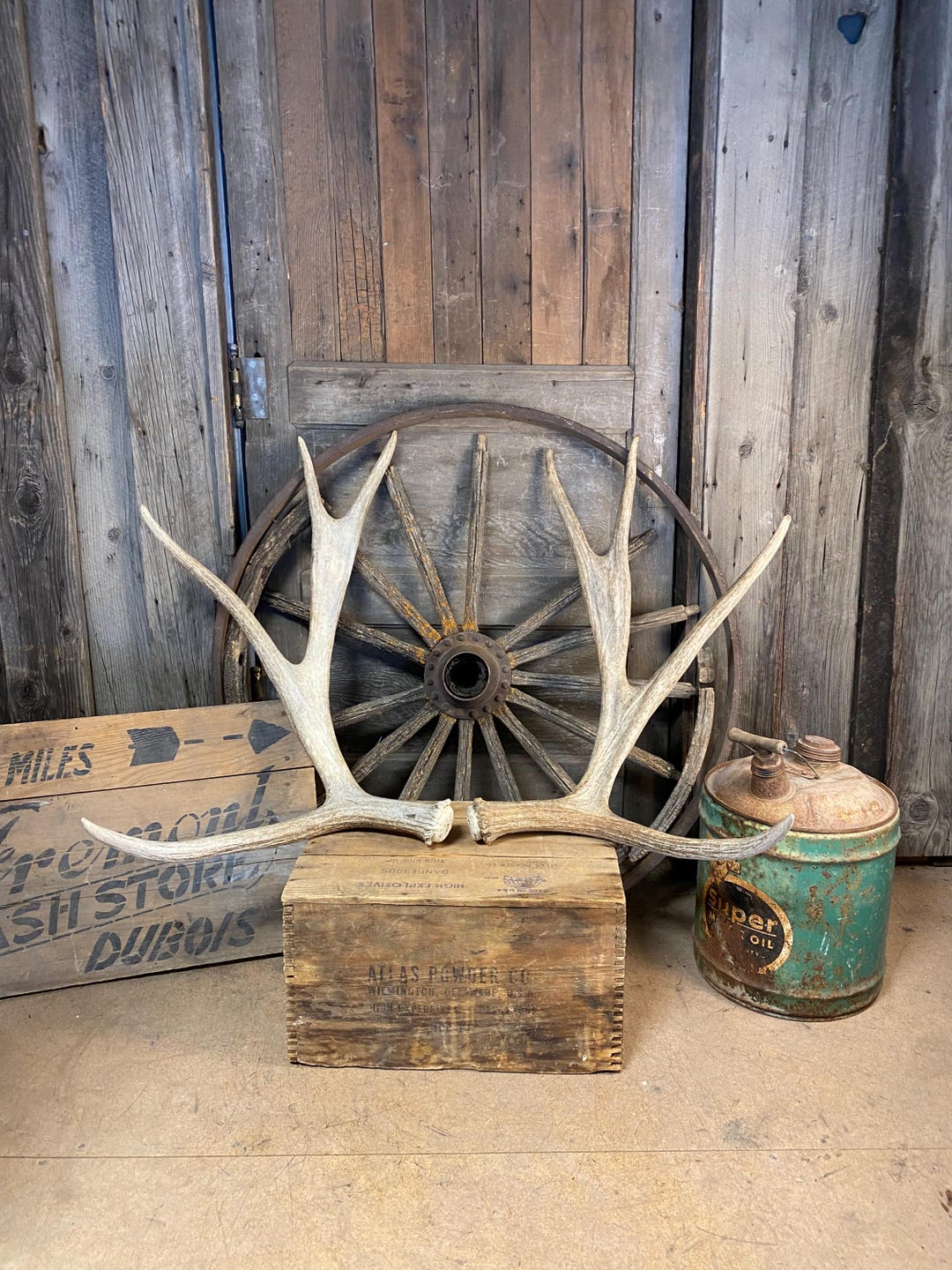 Moose Antlers Naturally Shed - Unique Matched Set, High Quality Brown ...