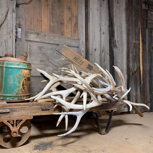 Elk Antler Stack - 11 High Character Naturally Shed Antlers, Ideal for ...