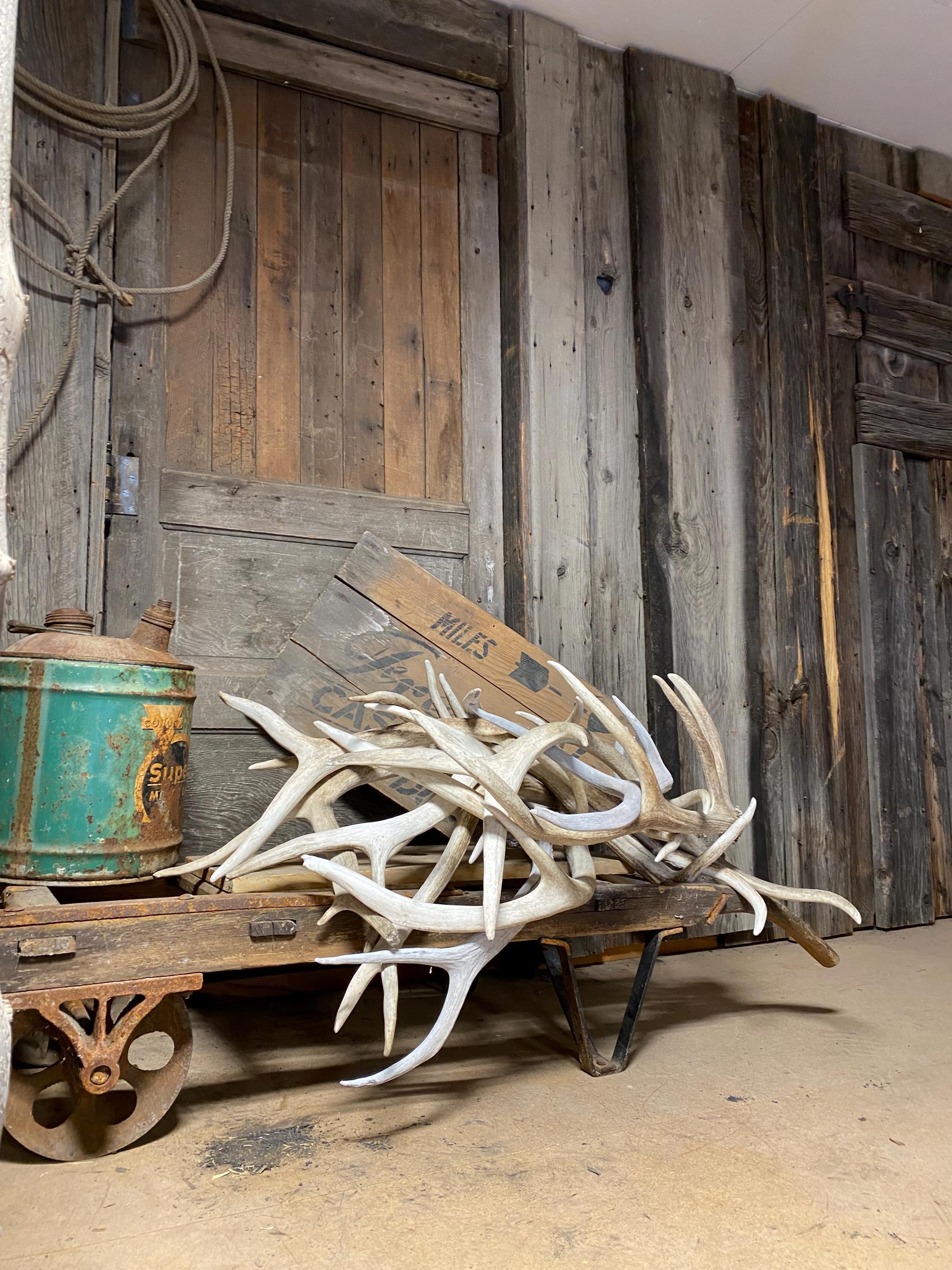 Elk Antler Stack - 11 High Character Naturally Shed Antlers, Ideal for ...