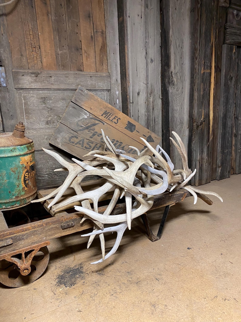 Elk Antler Stack - 11 High Character Naturally Shed Antlers, Ideal for ...