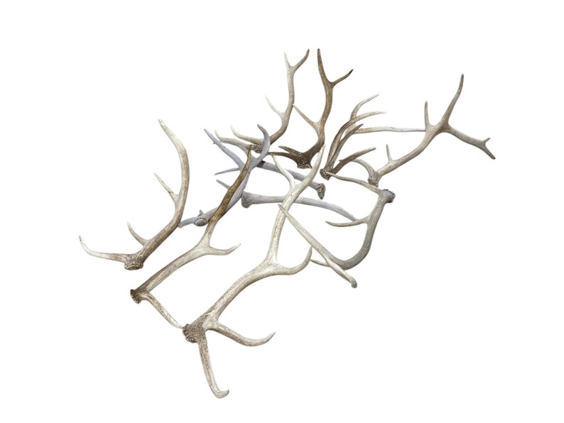 Elk Antler Stack - 11 High Character Naturally Shed Antlers, Ideal for ...