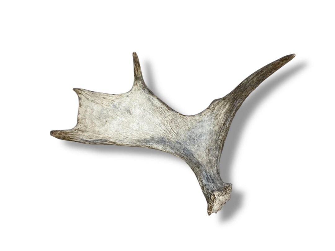 Moose Antler Paddle - Naturally Shed High-quality Brown With Sun ...