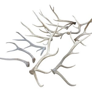 Elk Antler Stack - 11 High Character Naturally Shed Antlers, Ideal for ...